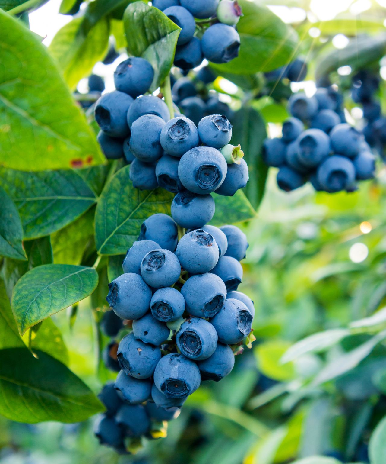 When to prune a blueberry bush: how to look after it | Homes and Gardens