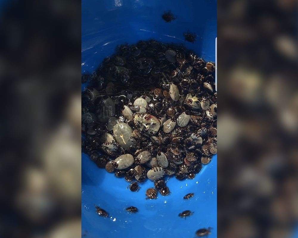 So Many Ticks Were Feasting on This Unlucky Python, They Looked Like ...