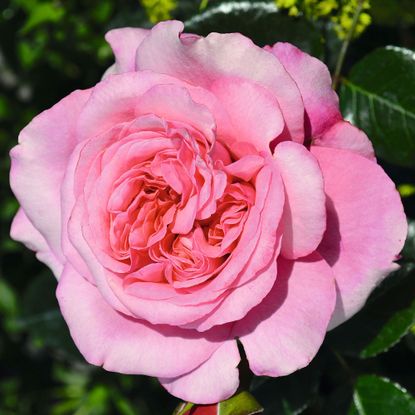 How to grow potted roses - expert advice to help them flourish | Ideal Home
