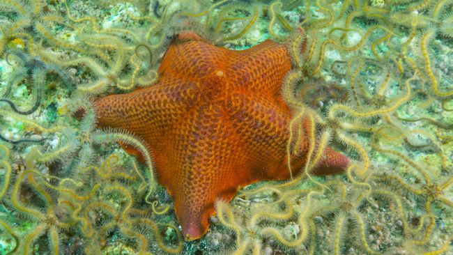 'A disembodied head walking about the sea floor on its lips ...