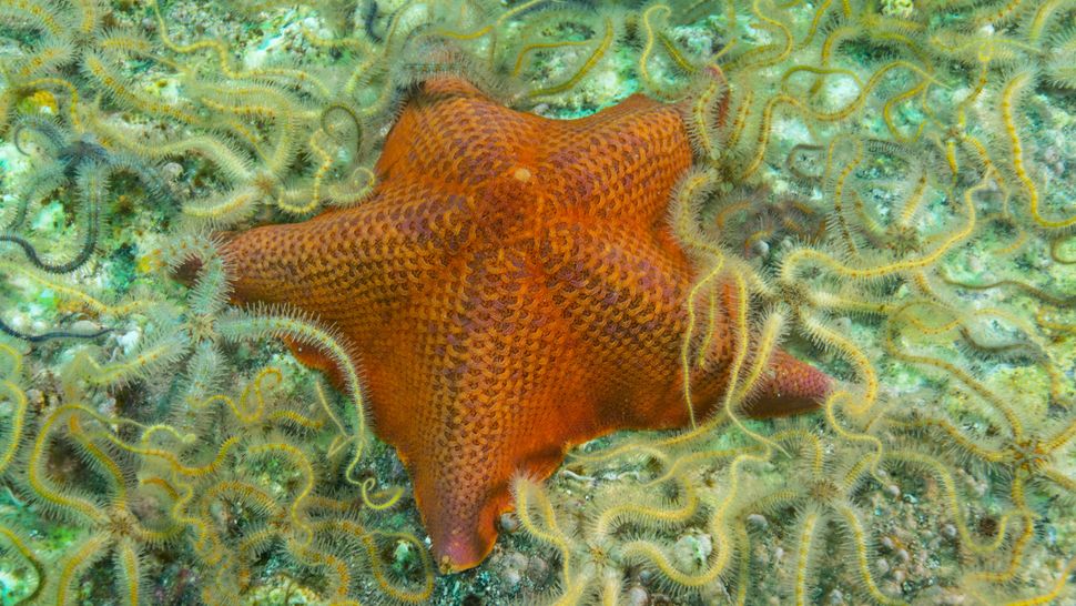 'A disembodied head walking about the sea floor on its lips ...