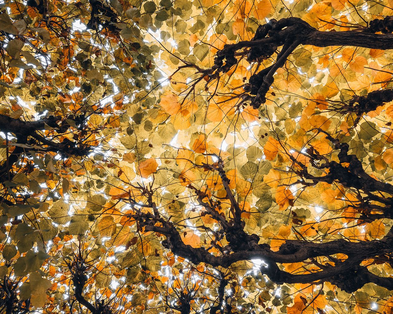 What is a false autumn, and are we suffering from one? | Gardeningetc