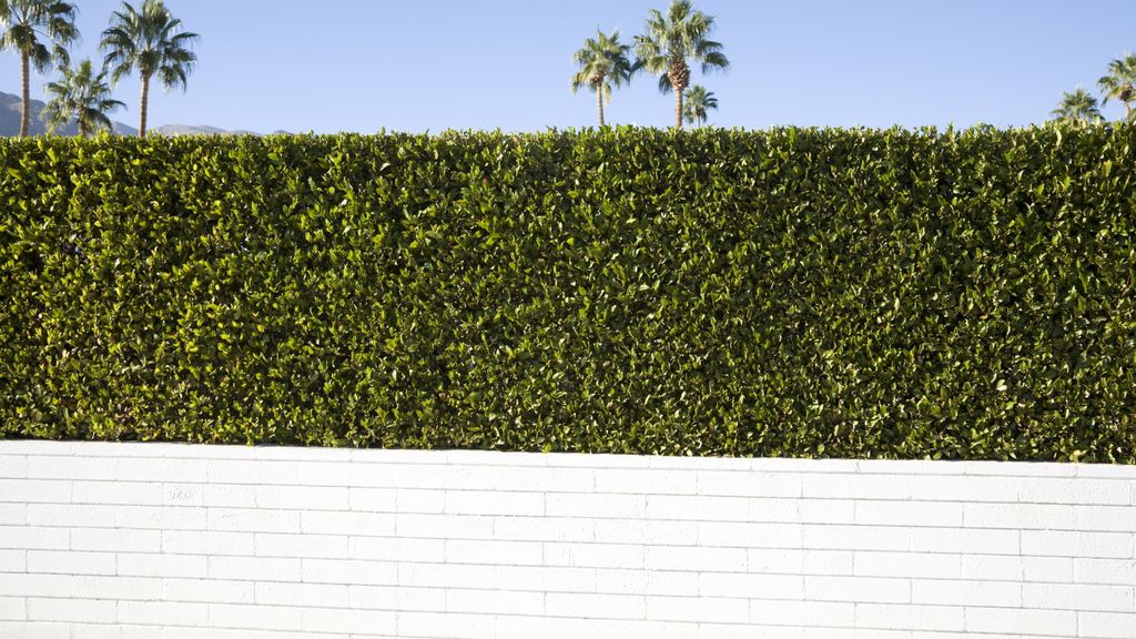 When to prune a privet hedge - top trimming tips | Homes and Gardens