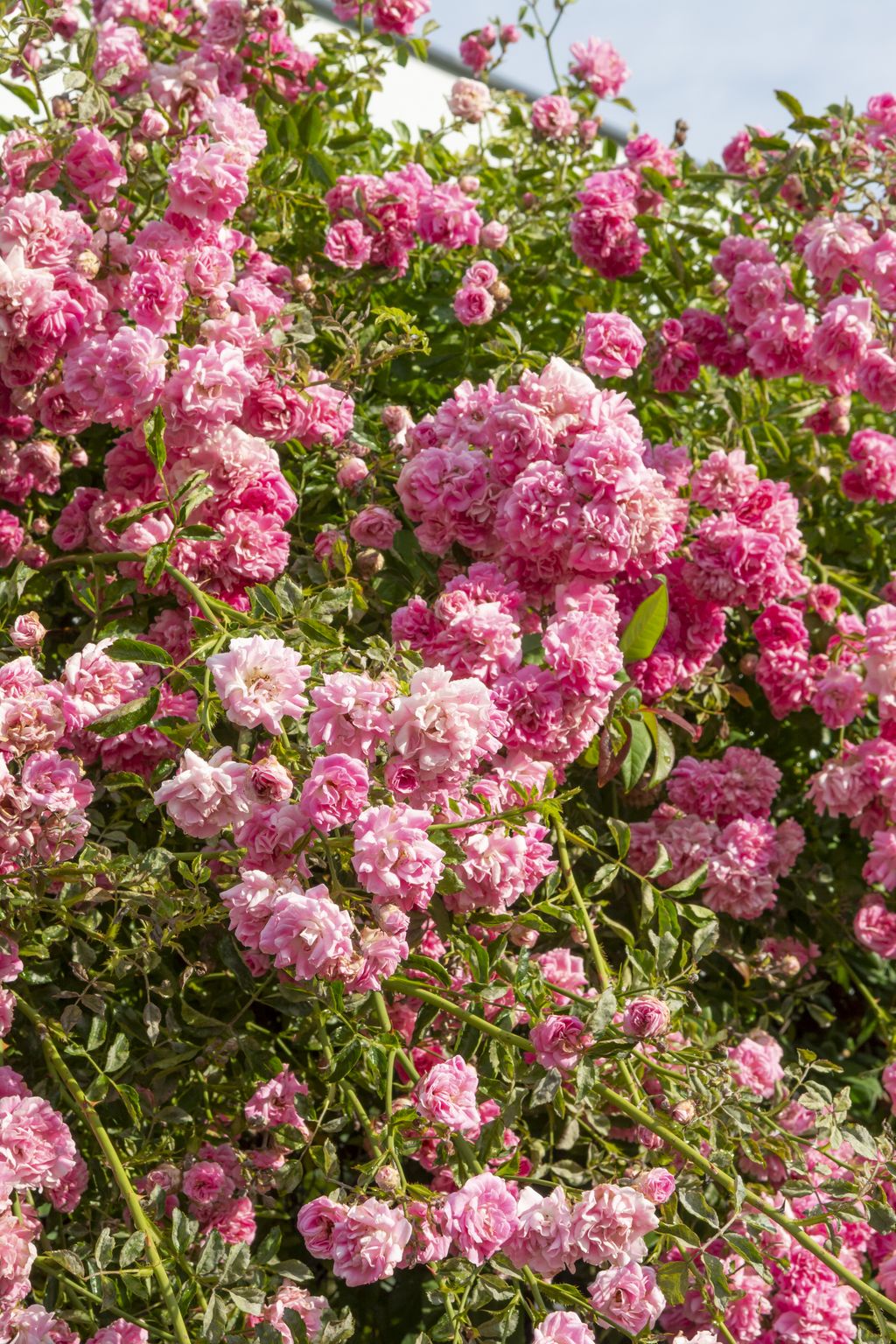 How to Winterize Roses — Simple Steps to Protect Your Blooms | Livingetc