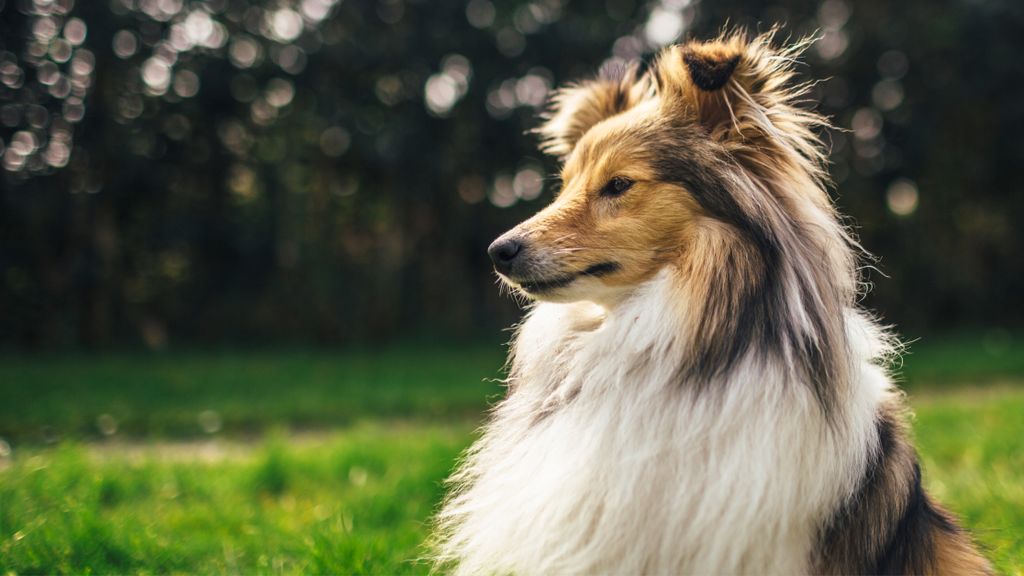32 things to love about the Shetland Sheepdog | PetsRadar