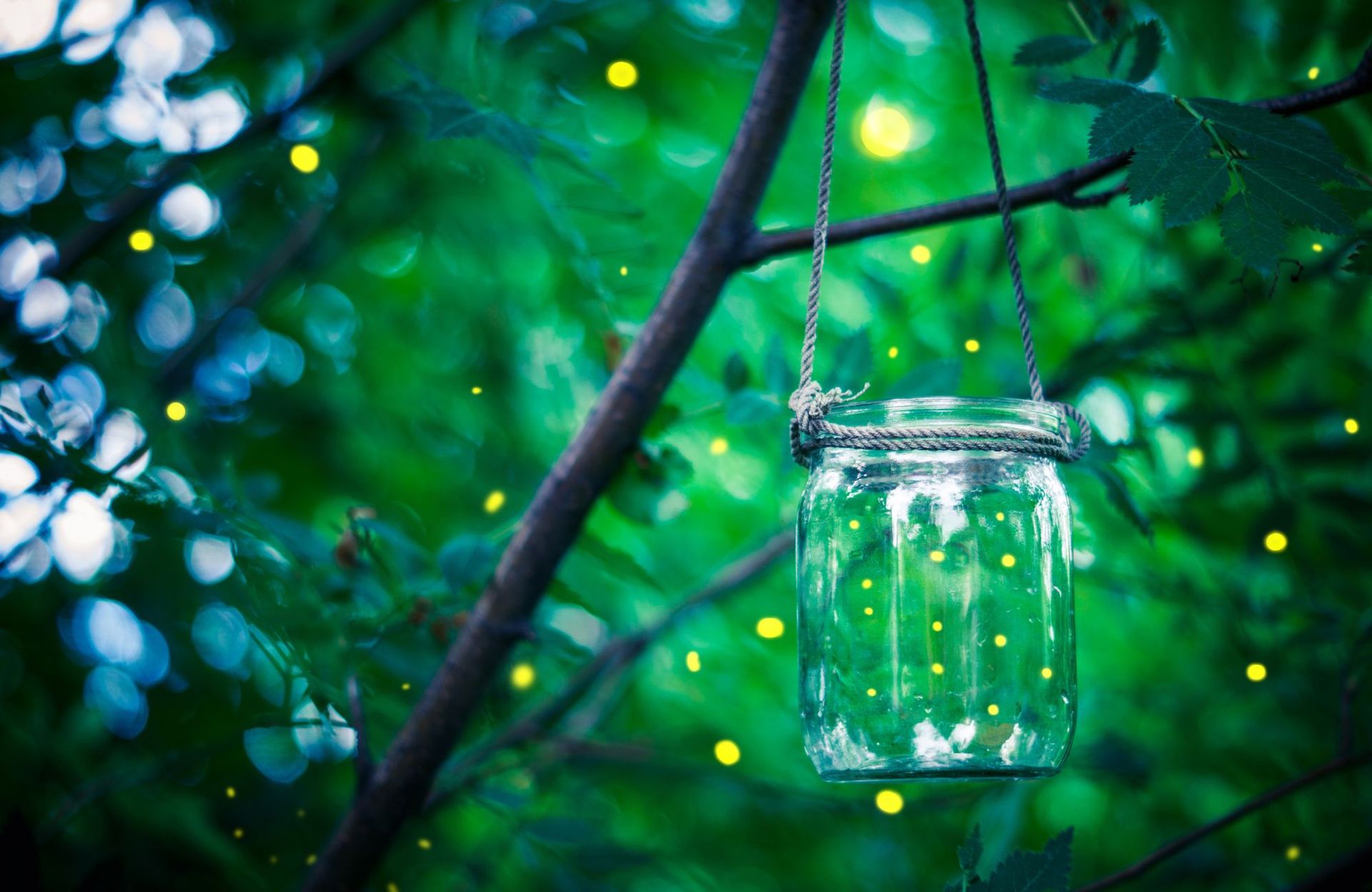 Want Fireflies in Your Garden? Add These 6 Plants Now | Gardening Know How