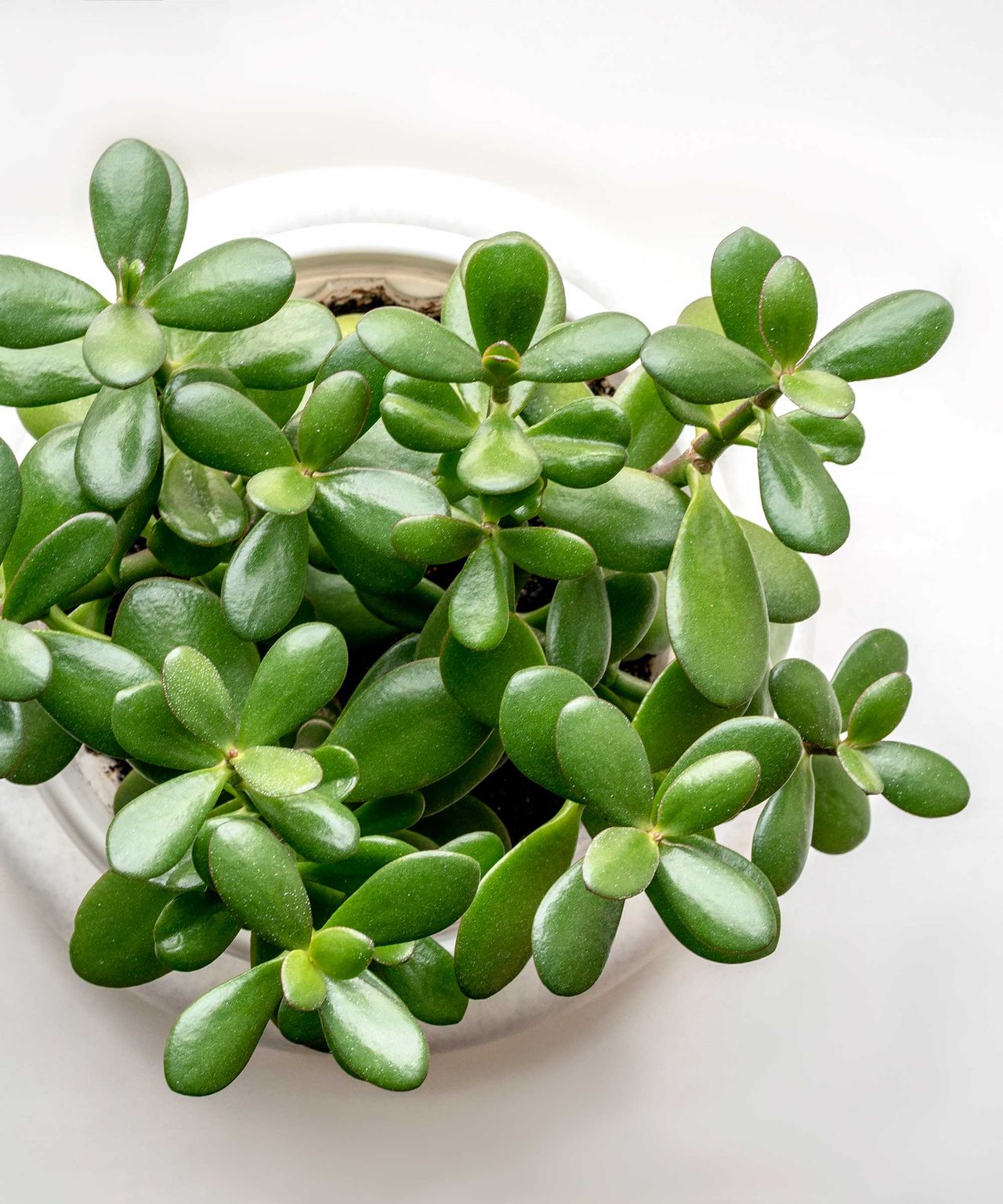 How to water a jade plant: expert methods | Homes and Gardens