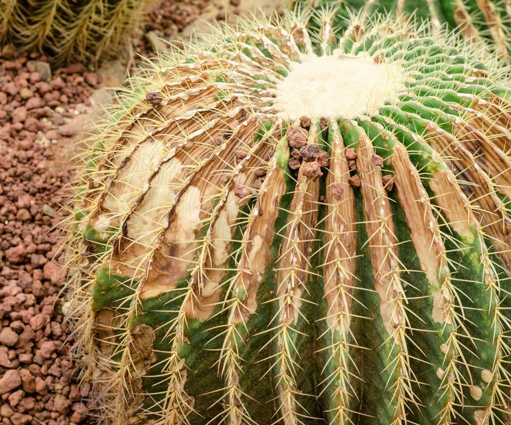 Why is my cactus turning brown? Reasons and solutions | Homes and Gardens