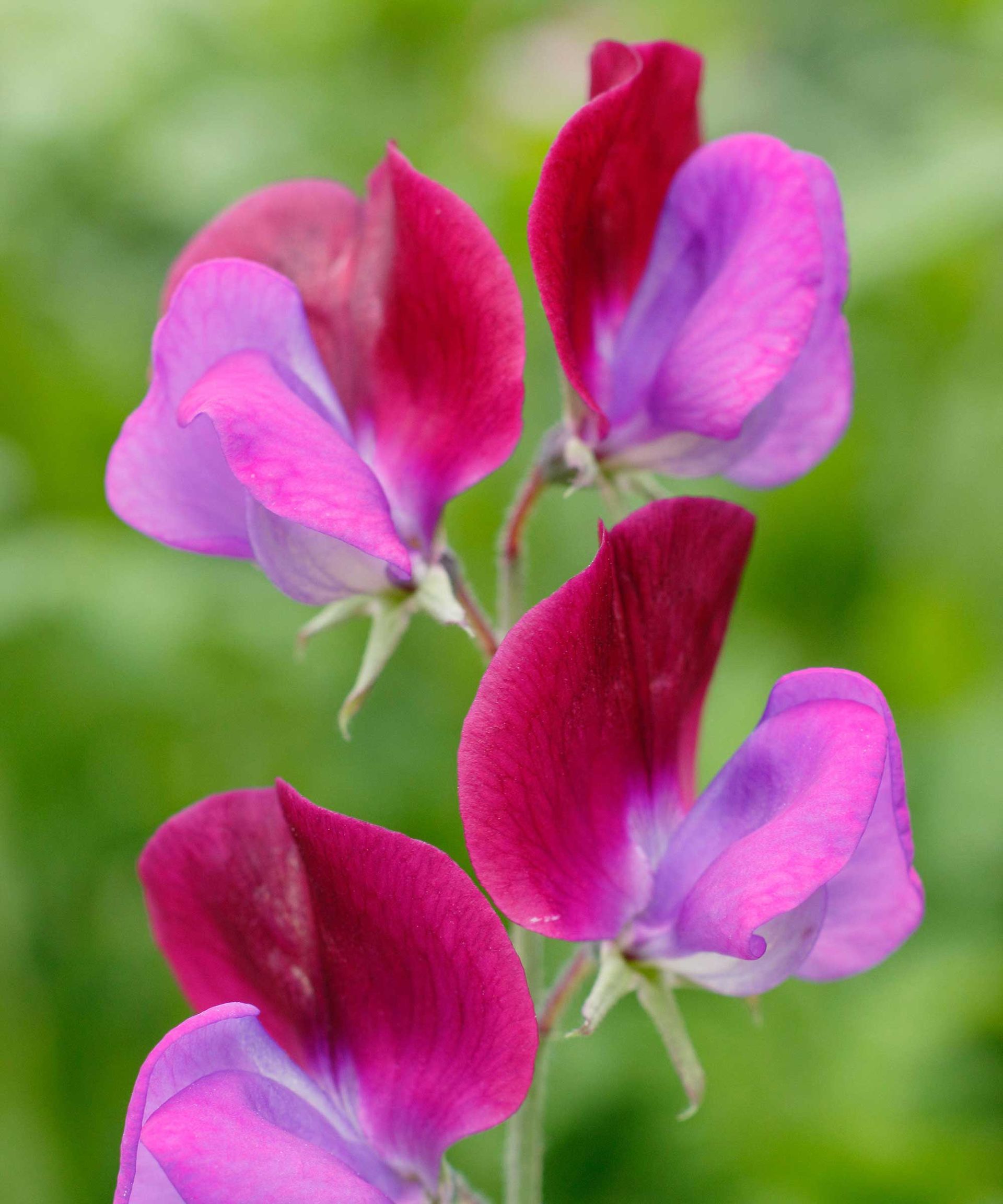 Sweet pea varieties: 16 blooms for summertime scent | Gardeningetc