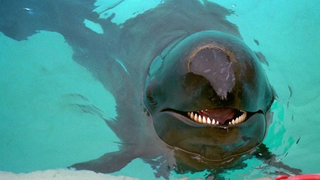 10 of the strangest hybrid animals | Live Science