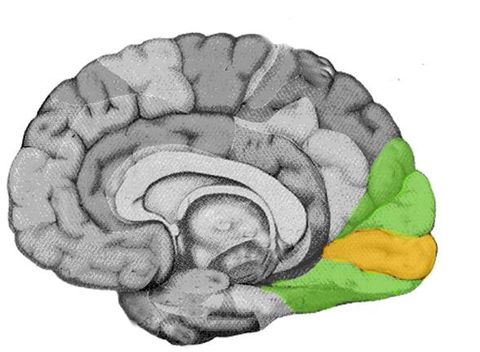 How do you see pictures in your brain? | Live Science