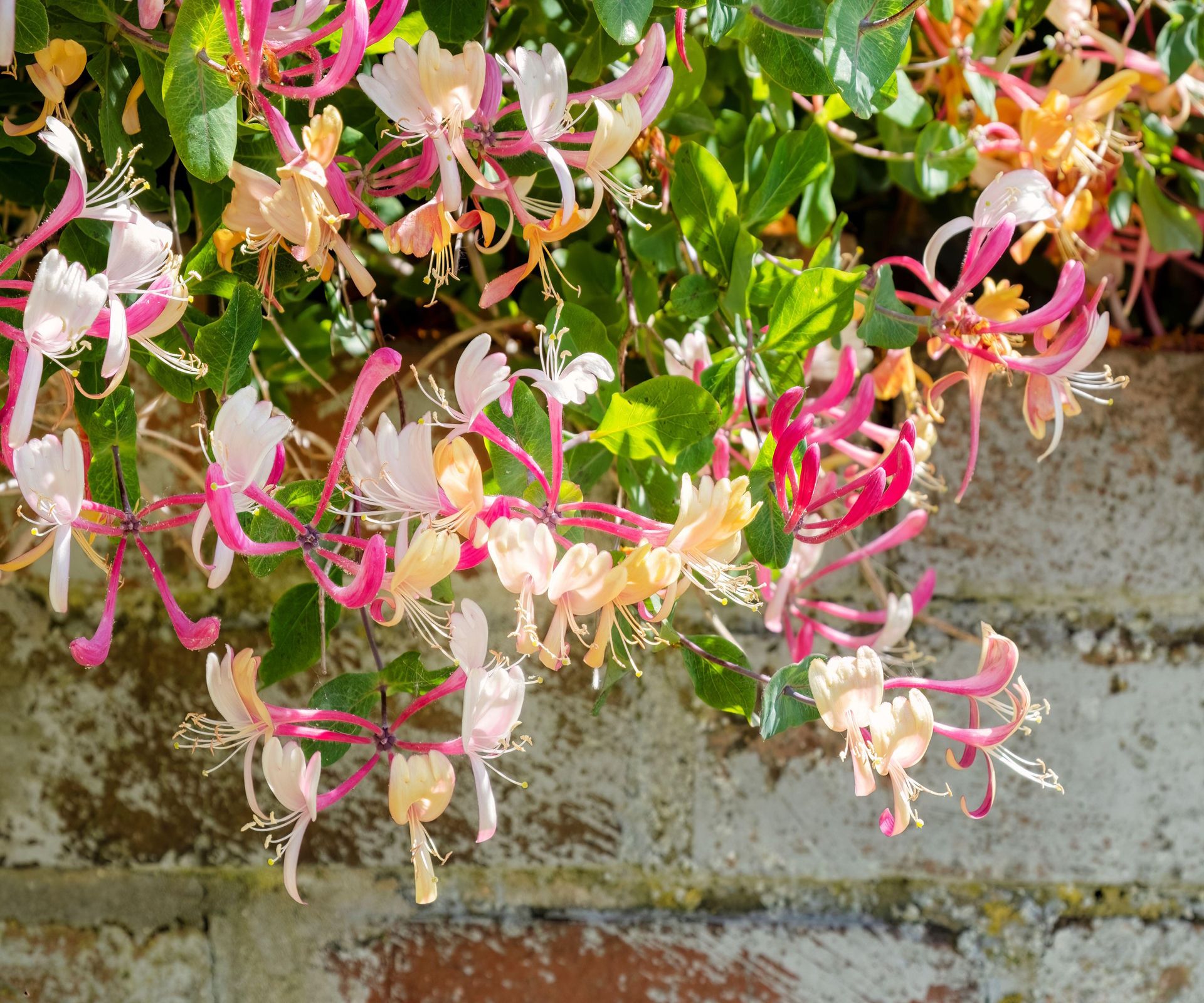 How to grow honeysuckle in pots: a fragrant climbing plant | Homes and ...
