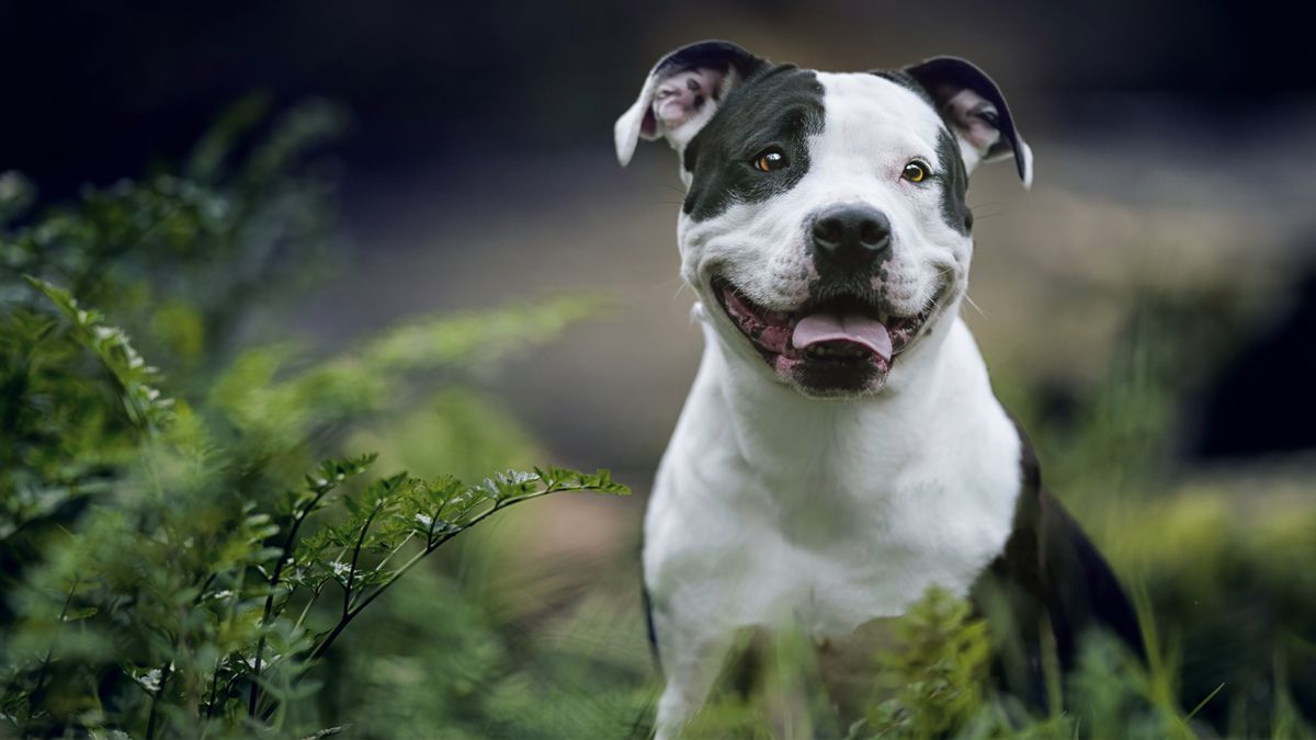 Staffordshire Bull Terrier vs American Bully | PetsRadar