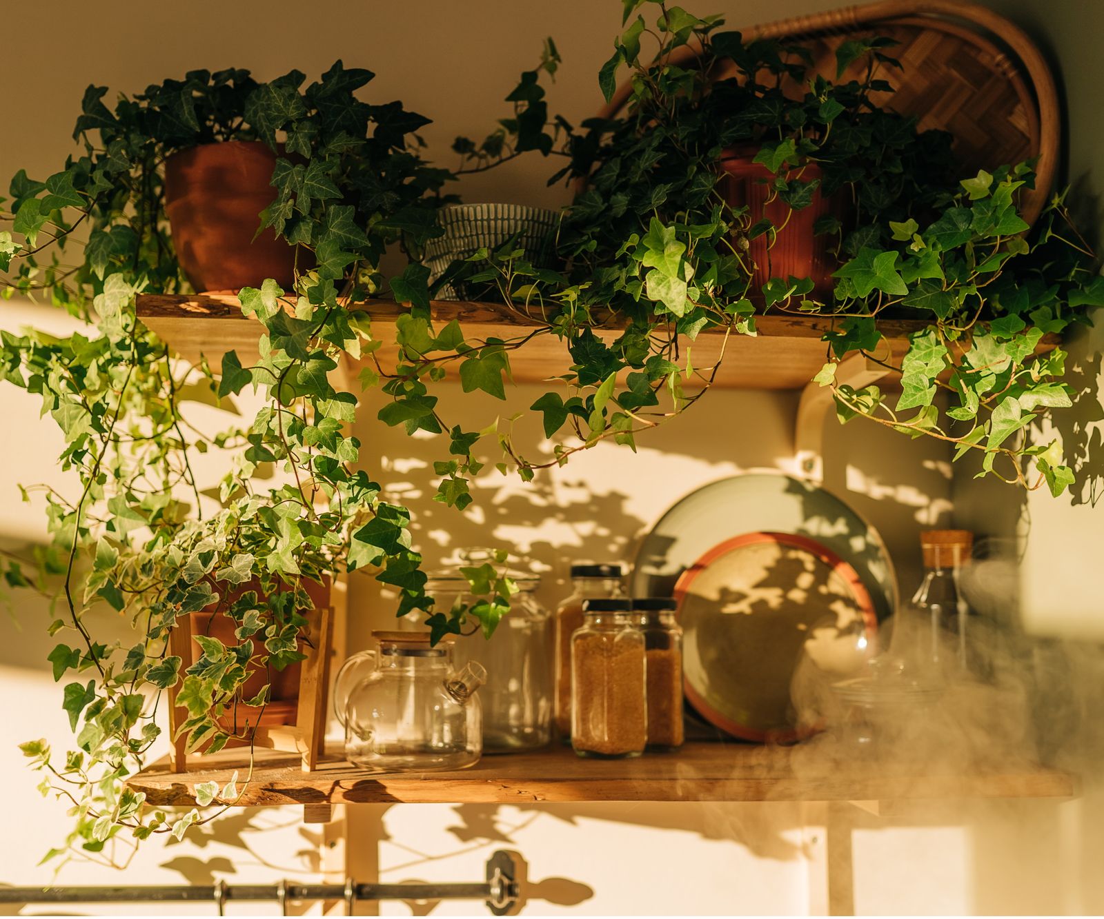 How to care for ivy: 5 tips to grow this trailer indoors | Homes and ...