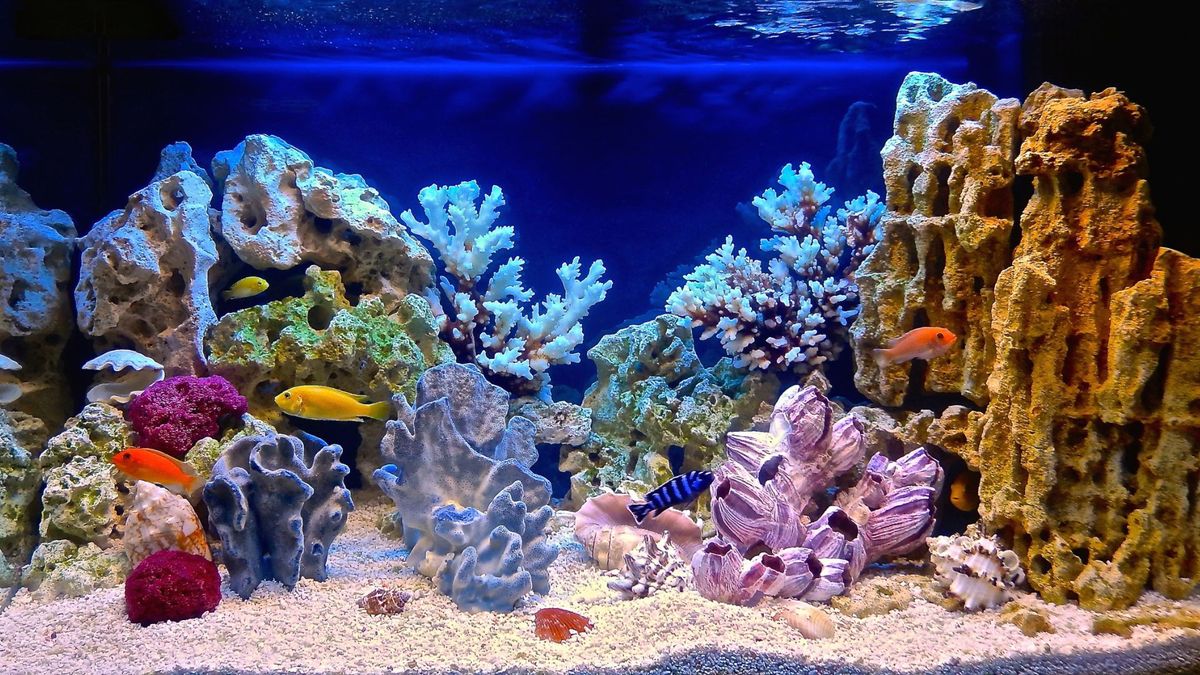 32 tips for taking care of fish | PetsRadar