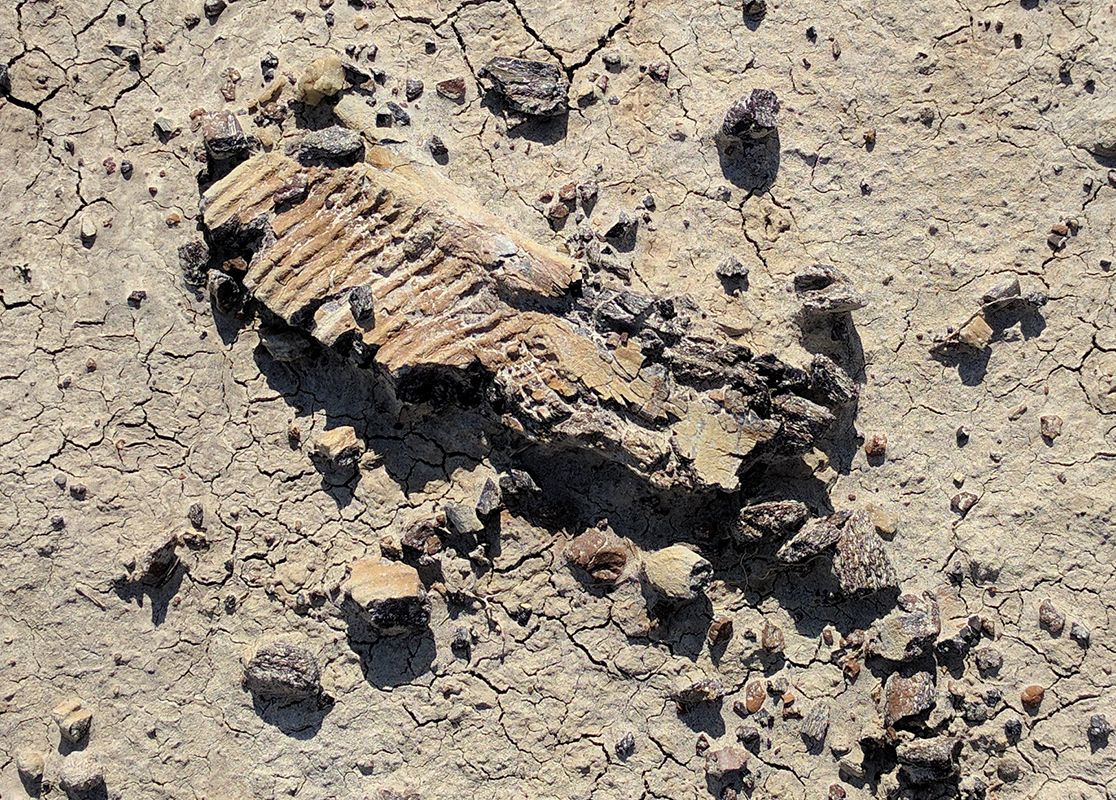 Weird 'Rocks' at Robotics Test Site Turn Out to Be Dinosaur Fossils ...