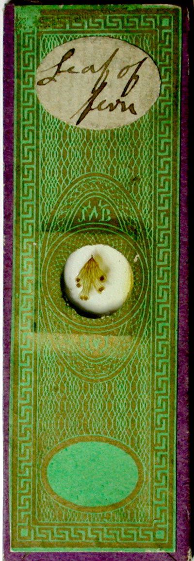 Nature Under Glass: Gallery of Victorian Microscope Slides: Page 2 ...