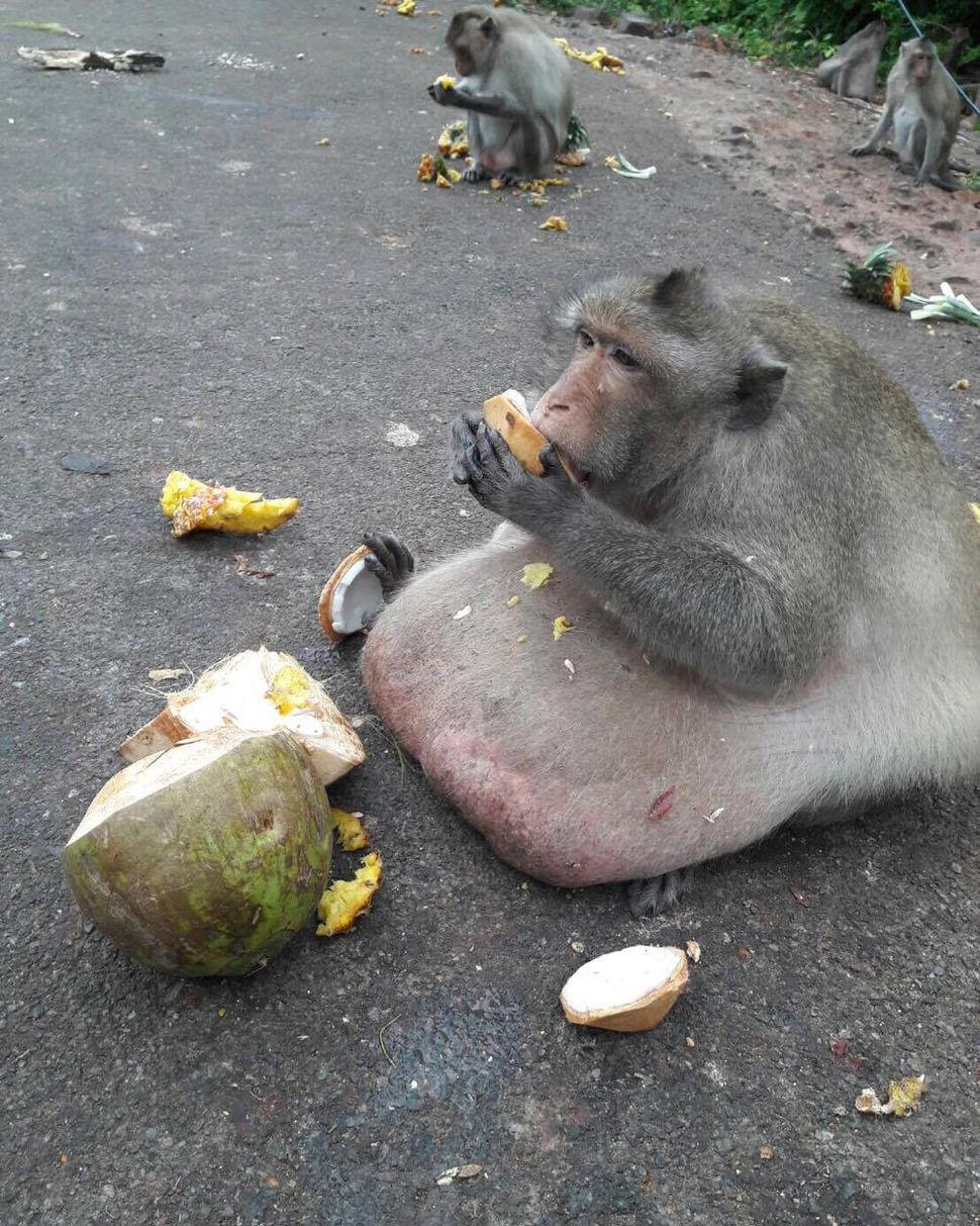In Photos: Obese Macaque Gorges on Human Junk Food: Page 2 | Live Science