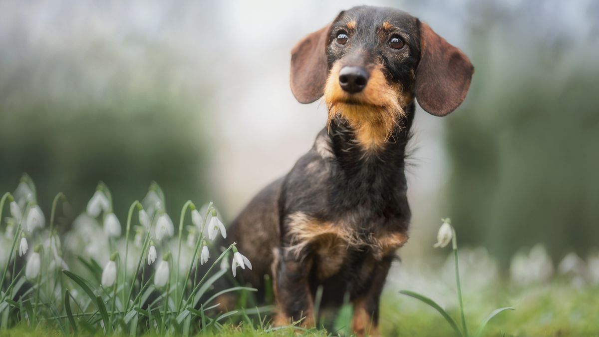 10 wiry hair dog breeds and how to care for their coats | PetsRadar