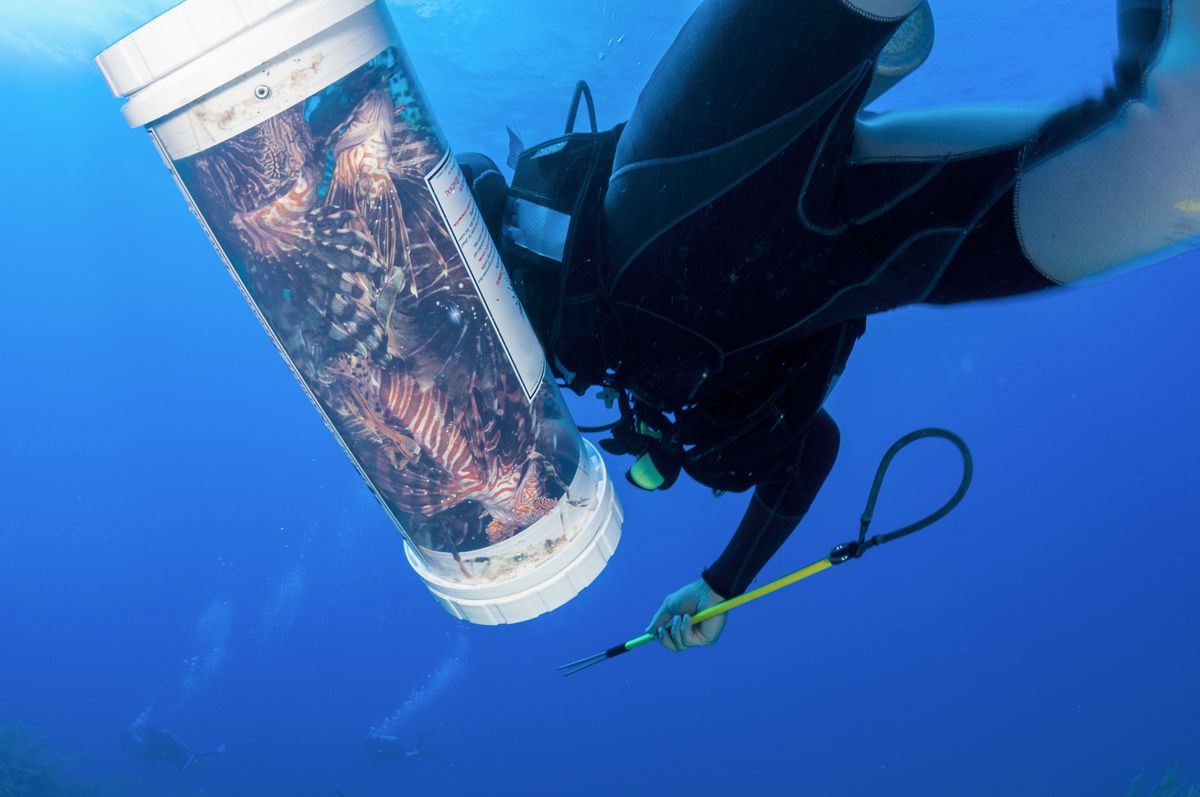 The Voracious and Invasive Lionfish Is Taking Over the Atlantic. Here's ...