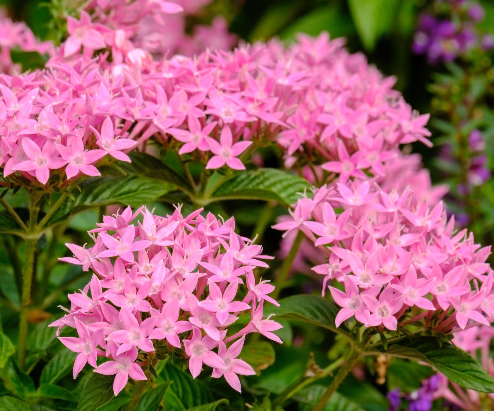How to deadhead pentas plants and when to do it | Homes and Gardens