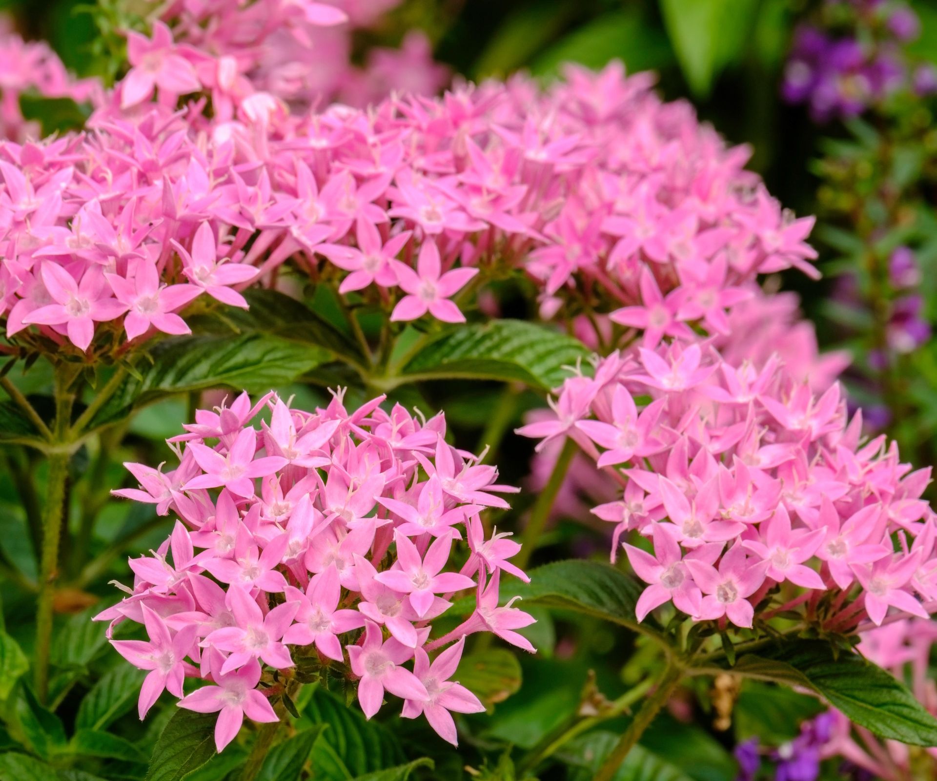 How to deadhead pentas plants and when to do it | Homes and Gardens