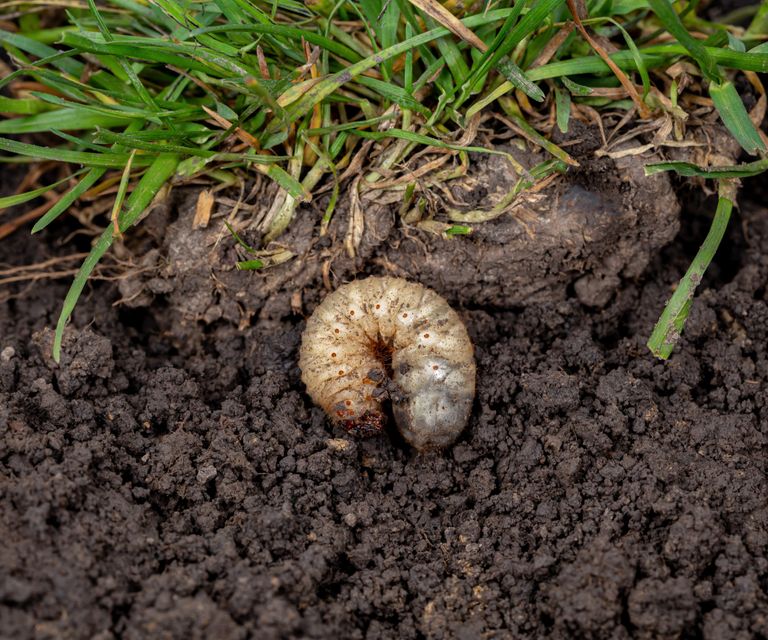 When is the best time to apply grub control? | Homes and Gardens