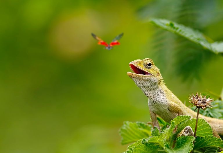 Attracting Lizards To The Garden – How To Create A Lizard Friendly ...