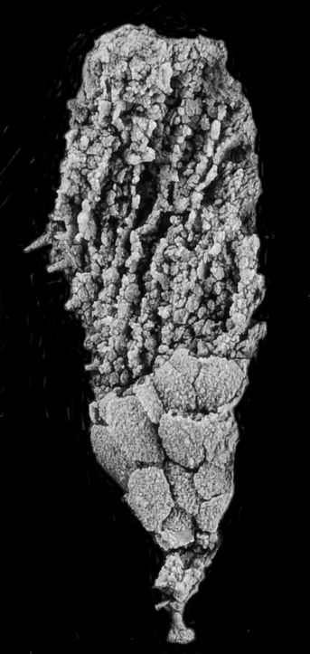 Image Gallery: Bizarre Cambrian Creature | Live Science