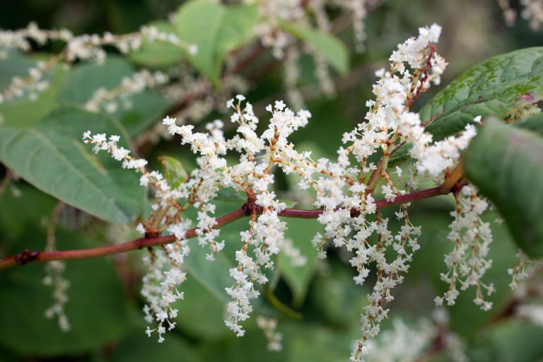 10 invasive plants: and how to stop them spreading | Homes and Gardens