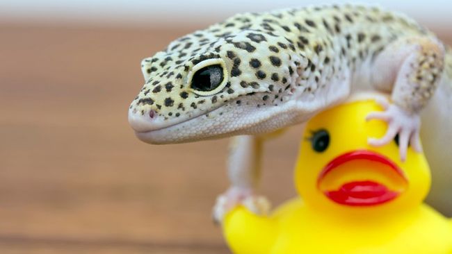 Best toys for pet lizards 2021: Banish the boredom with our top picks ...