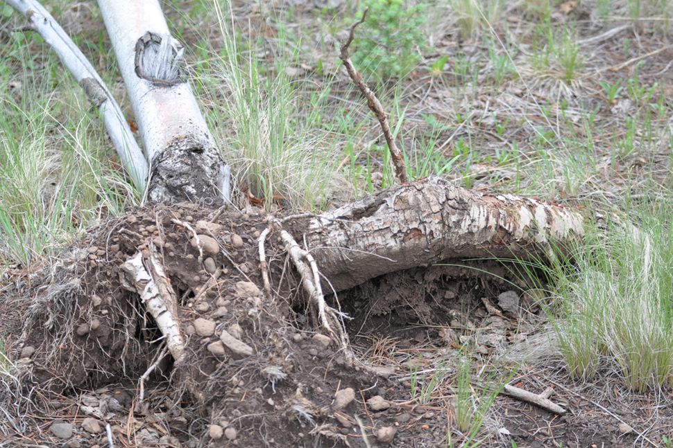 Quaking Aspen: Trees of the Mountain West | Live Science