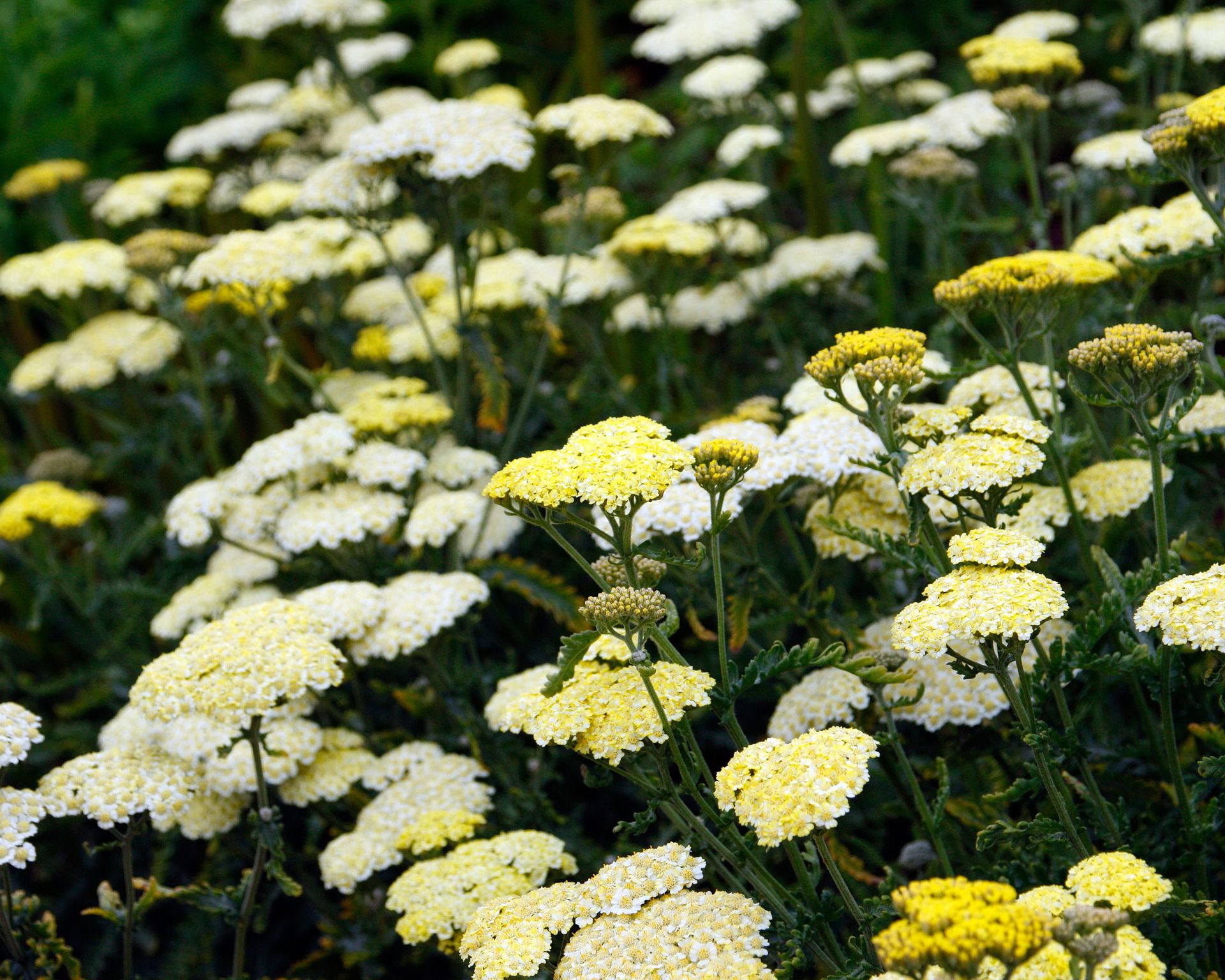 How to plant a prairie garden: expert tips to get the look | Homes and ...