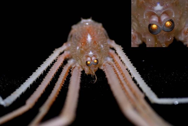 Strange Deep-Sea Crabs May Color-Code Their Food | Live Science