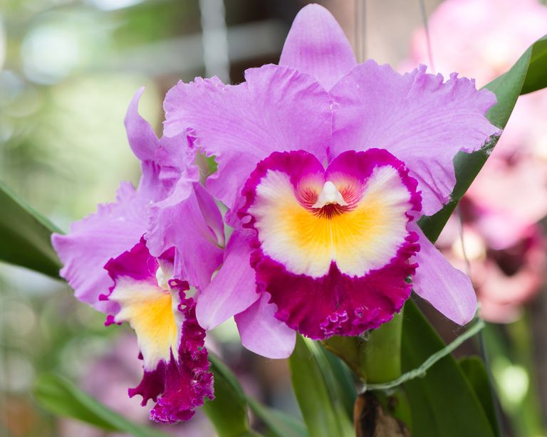 26 Different Types Of Orchids – With Pictures & Information | Gardening ...