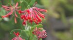 How to grow the firecracker plant: tips for more flowers | Homes and ...