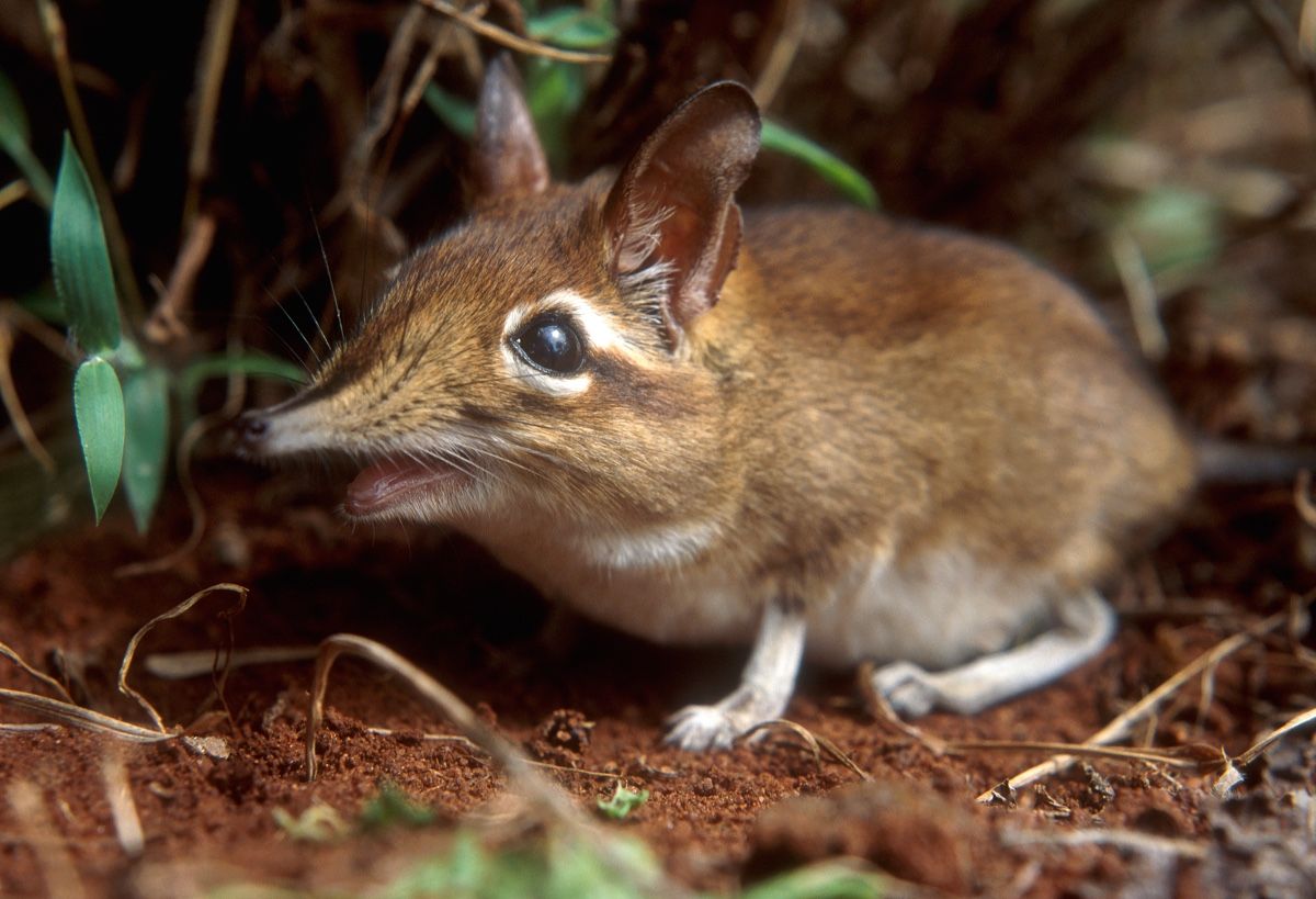 Ever Seen a Shark Walk? Tiny Animals Amaze on PBS | Live Science