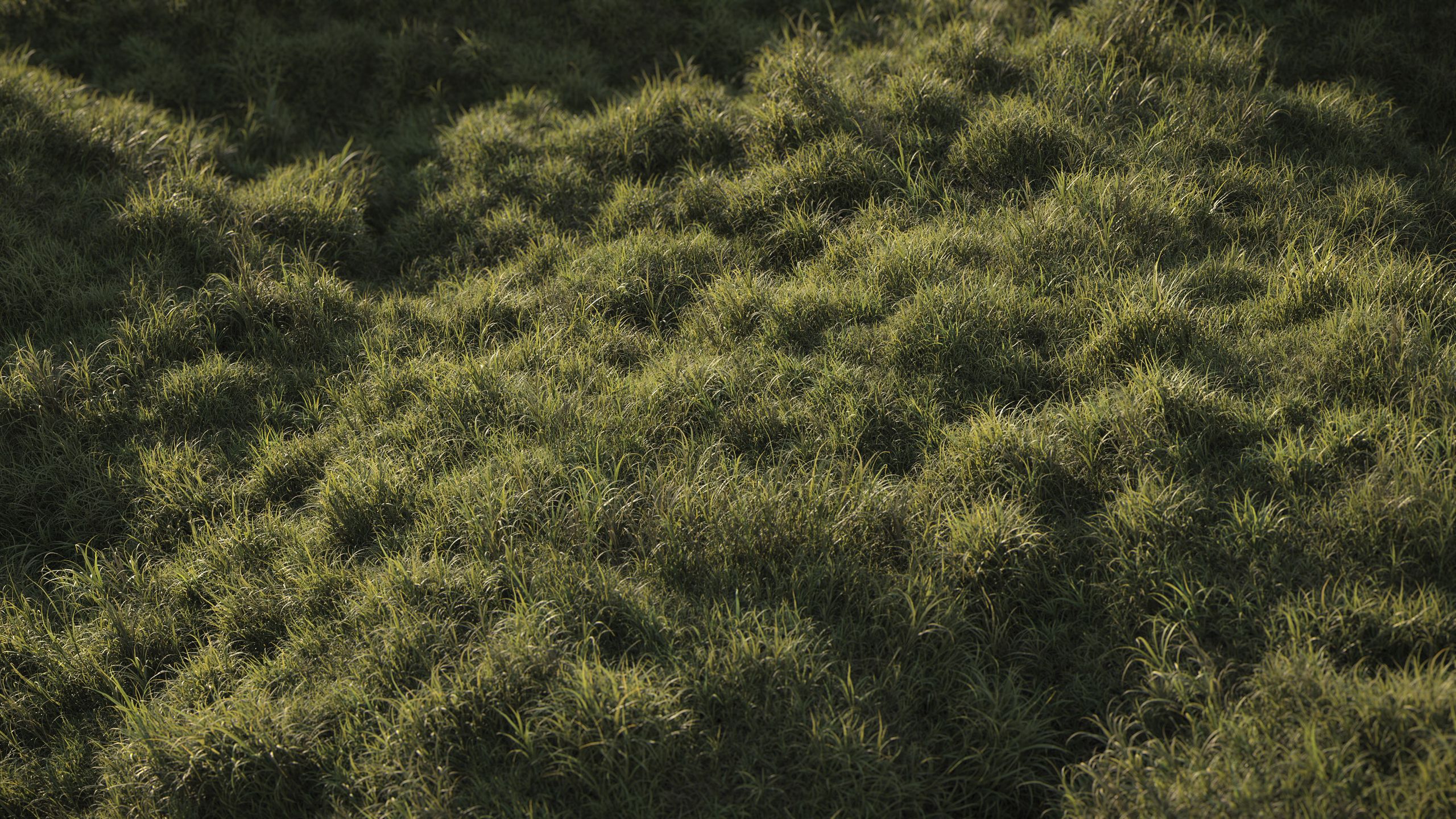 How to create 3D grass | Creative Bloq
