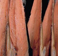 Perfect kipper recipe | Country Life