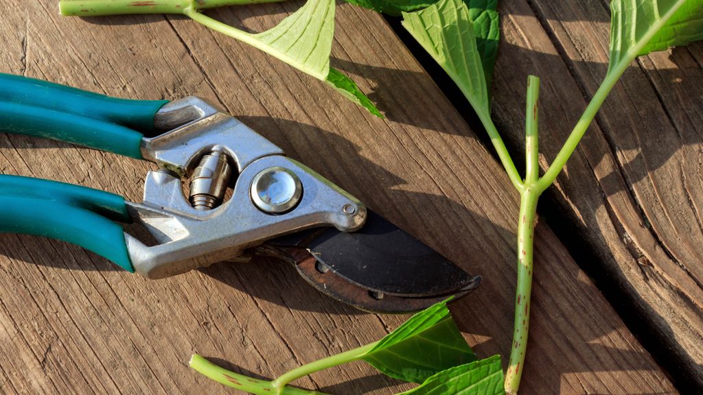 How to grow hydrangeas from cuttings — easy steps to get more blooms ...