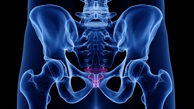 We finally know why humans don't have tails | Live Science