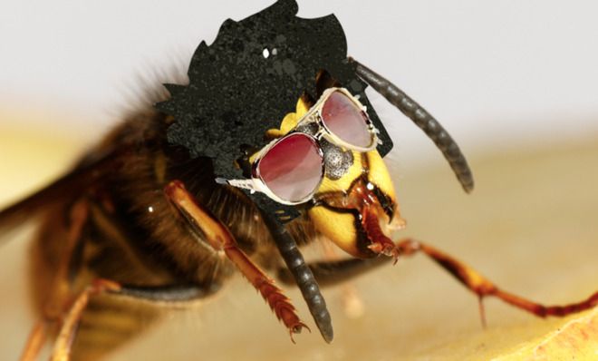 How some bugs are like bad Elvis impersonators | The Week
