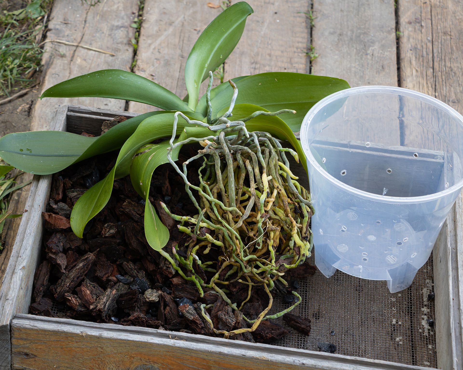 Orchid Roots: How To Care For Aerial Orchid Roots | Gardening Know How