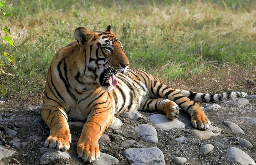 Tiger Species of the World | Tiger Species | Live Science