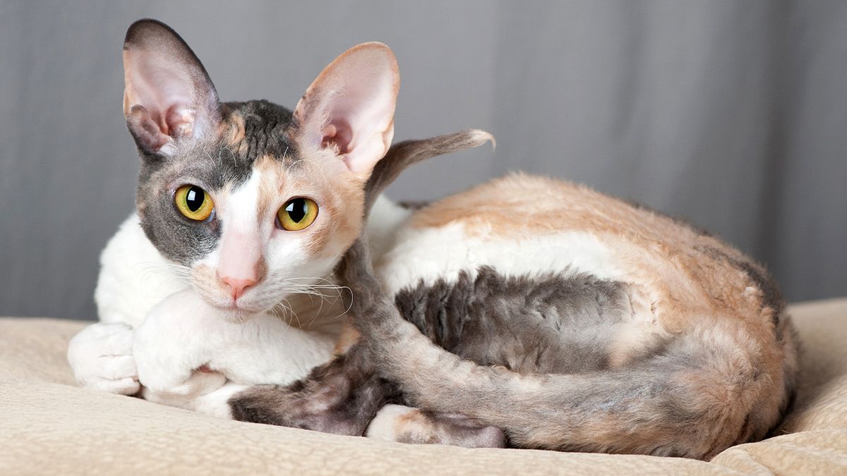 Cornish Rex cat: Breed profile and information | PetsRadar