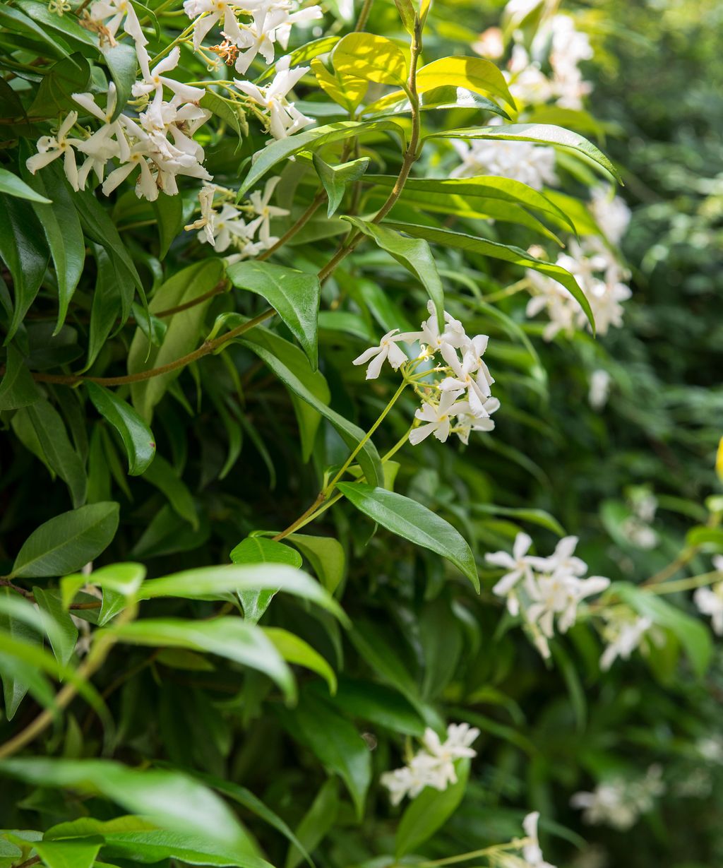 How to grow jasmine: expert tips on growing this scented climber ...