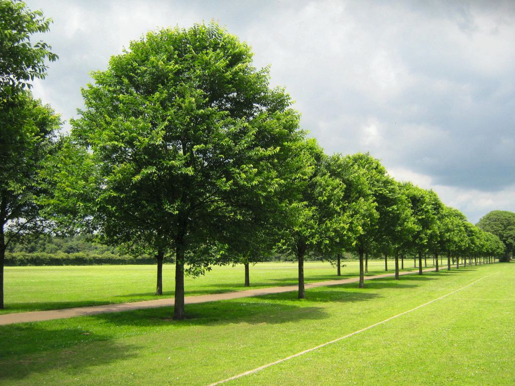 Britain lost 25 million of its 'graceful giants', the elm tree — but ...