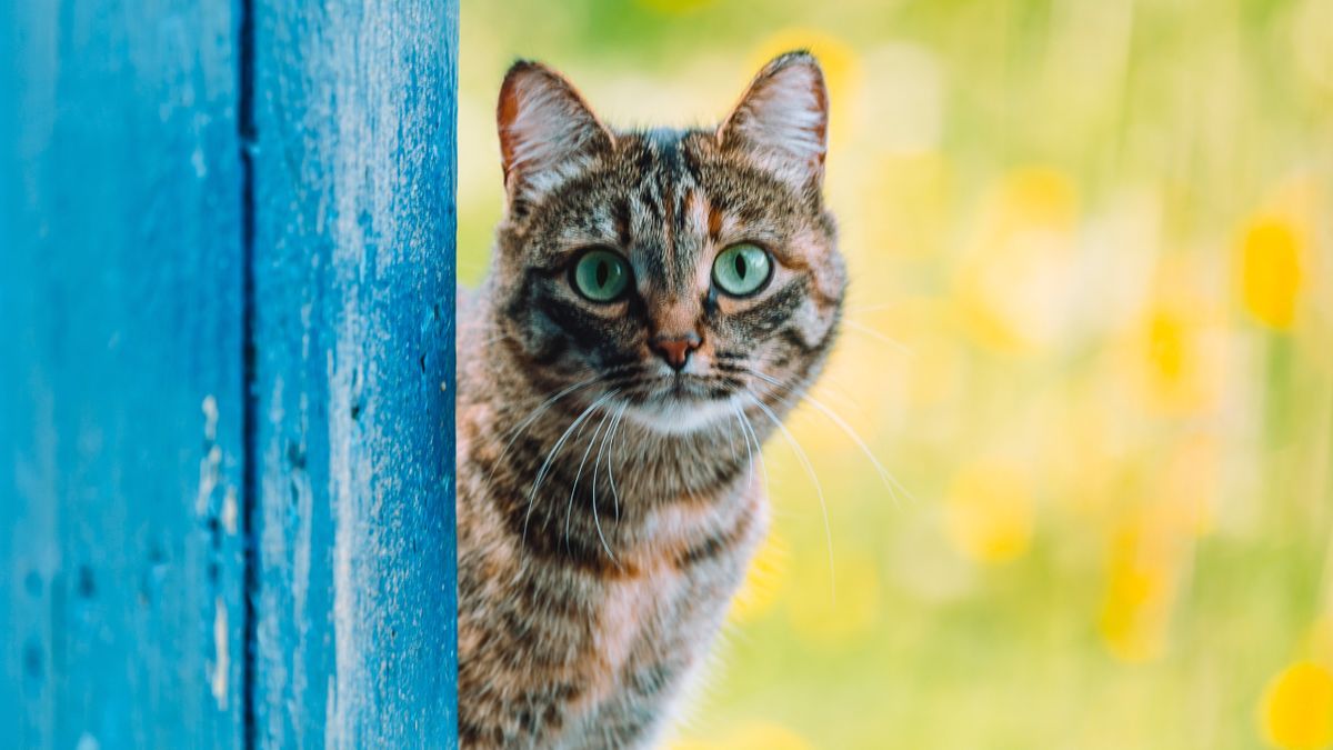 32 ways to destress your cat | PetsRadar