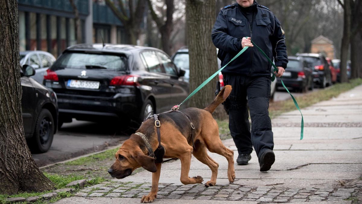 32 fun facts about bloodhounds | PetsRadar