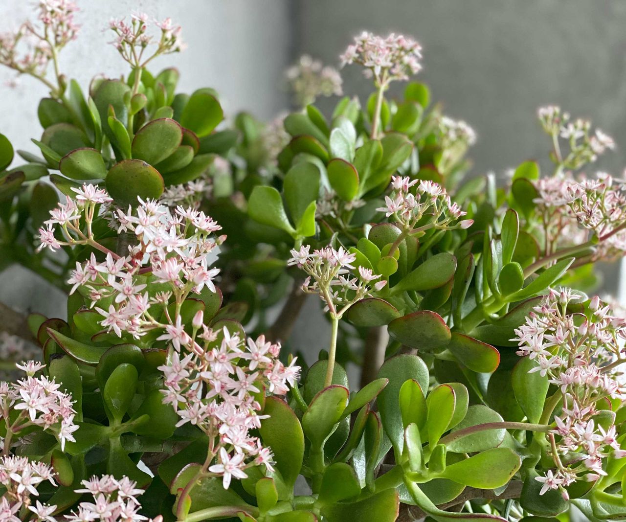 Where to place a jade plant, according to Feng Shui | Homes and Gardens
